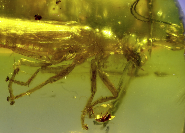 Life, et al.: Three New Orders of Insecta in Burmese Amber: is this ...