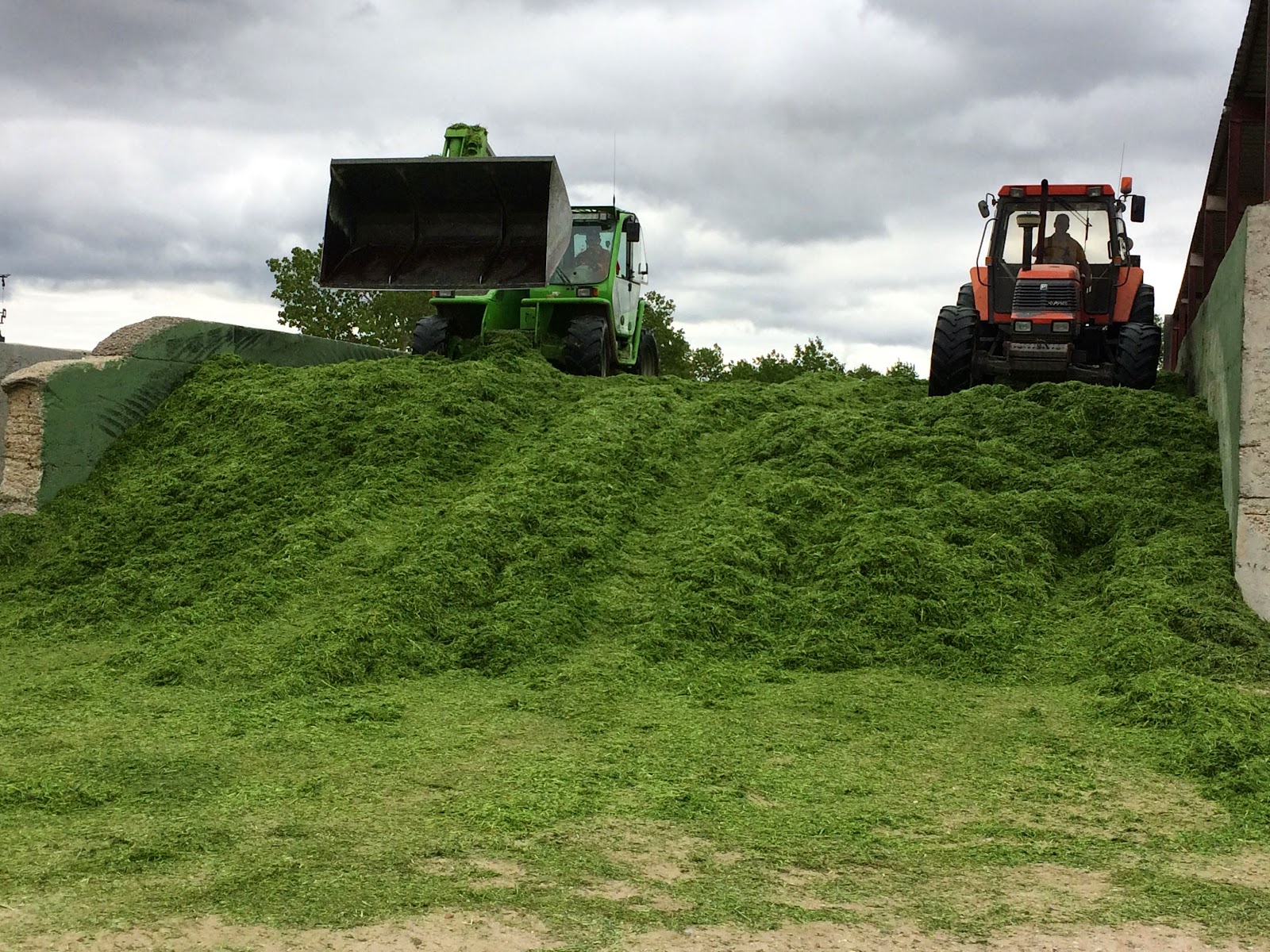 Feed for next months. Ensiling rye and vetch