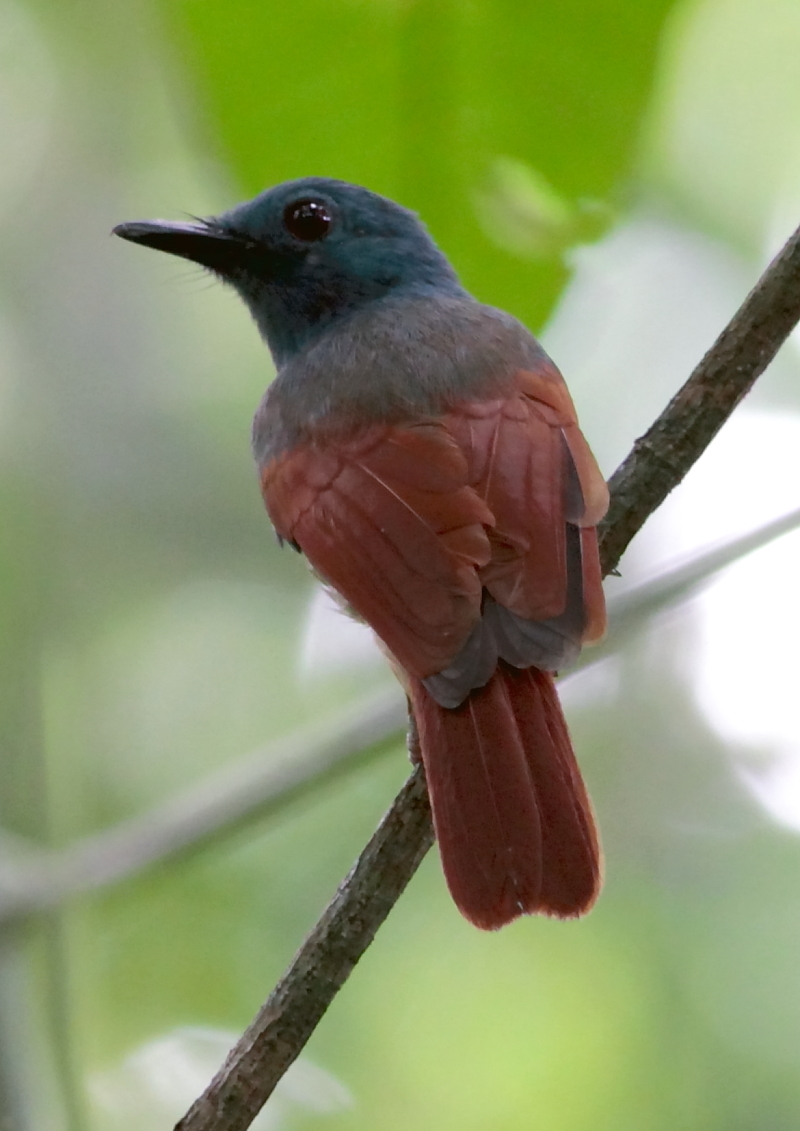 Mike is the name Birding is the game ( Birding in Malaysia - Malaysian ...