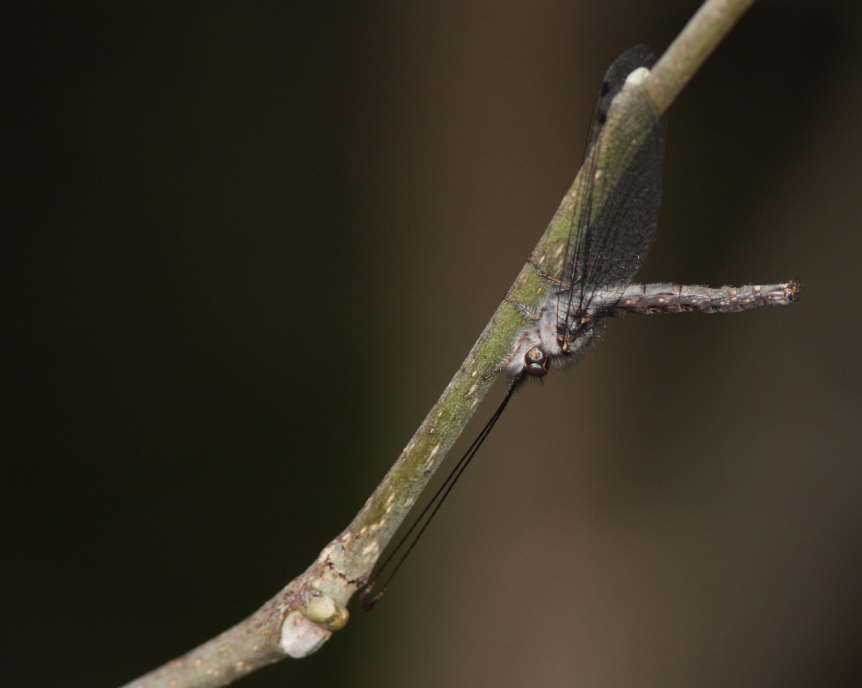 Real Monstrosities: Owlfly