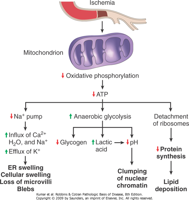 STUDENT'S MEDICARE: Cell Injury