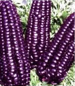 Superfood of the Day - Purple Corn Extract ~ I promise I'll start next ...