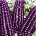 Superfood of the Day - Purple Corn Extract ~ I promise I'll start next ...