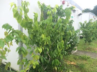 Baphia nitida | Pustaka Flora | Database Tanaman Landscape