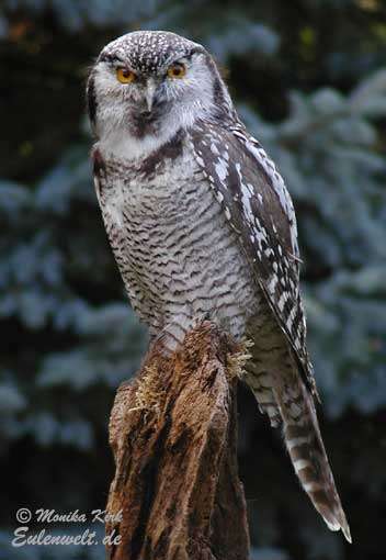 Taller Literario Despertares: 97. LA FÁBRICA DEL TERROR