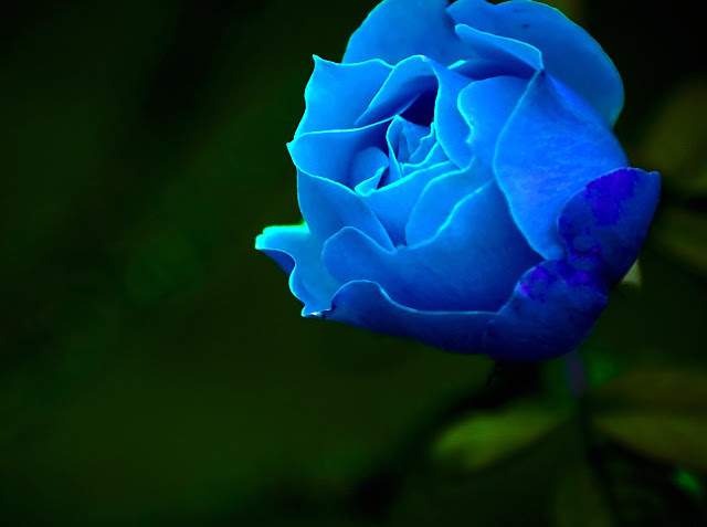 Roses that you have never seen [20+ HD Pics ]