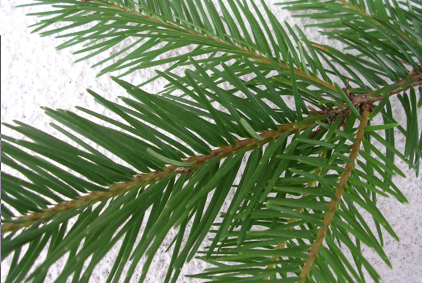 Metodo de la ciencia: Clasificacion de las hojas