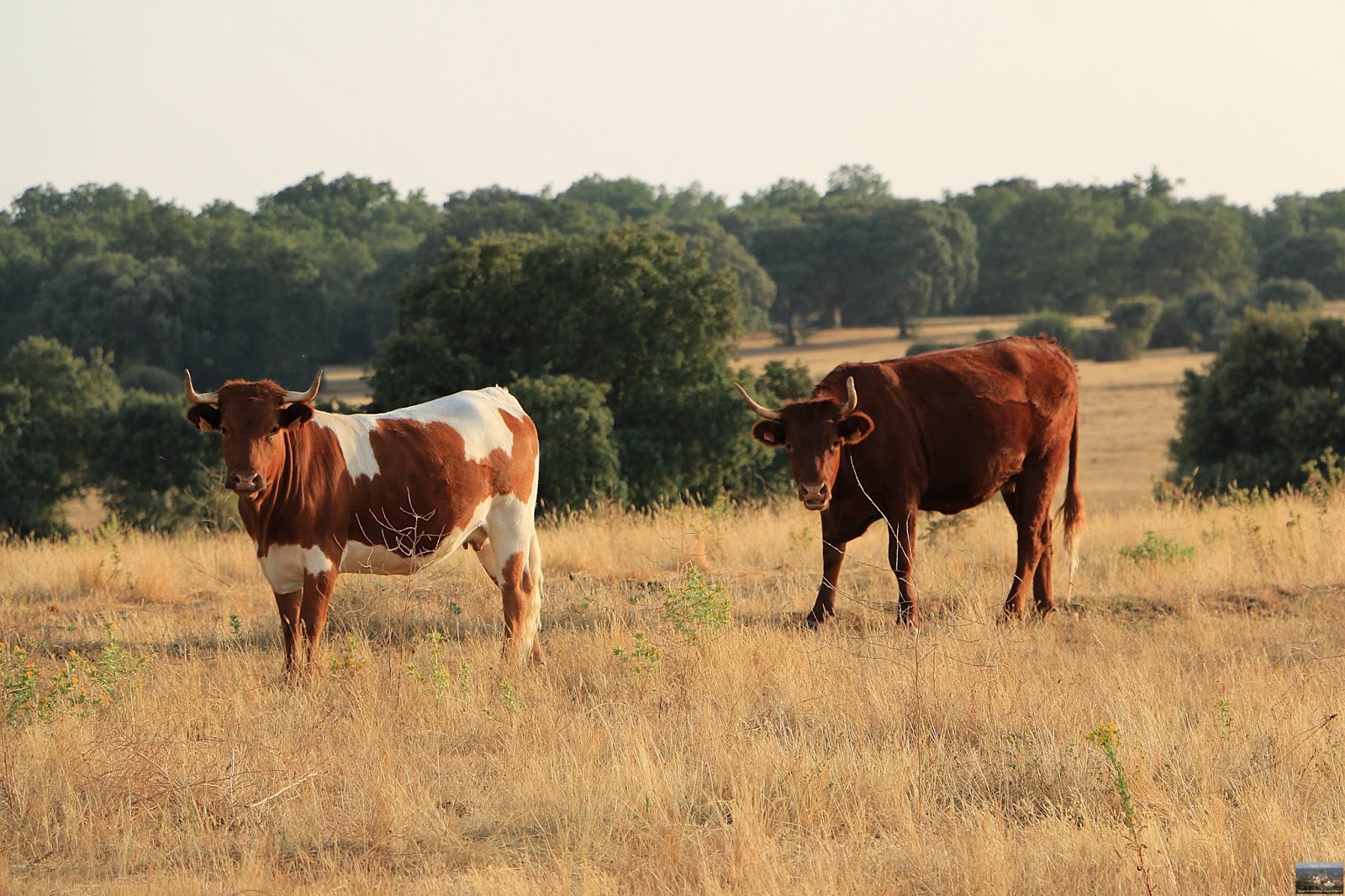 BOGAJO Salamanca: Razas de vacas en Bogajo Salamanca