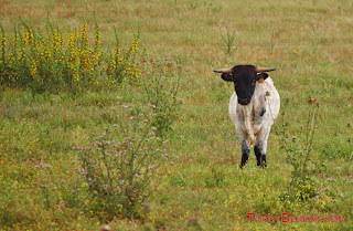 El Toro Bravo en su hábitat-------: Capirote se hace Eral