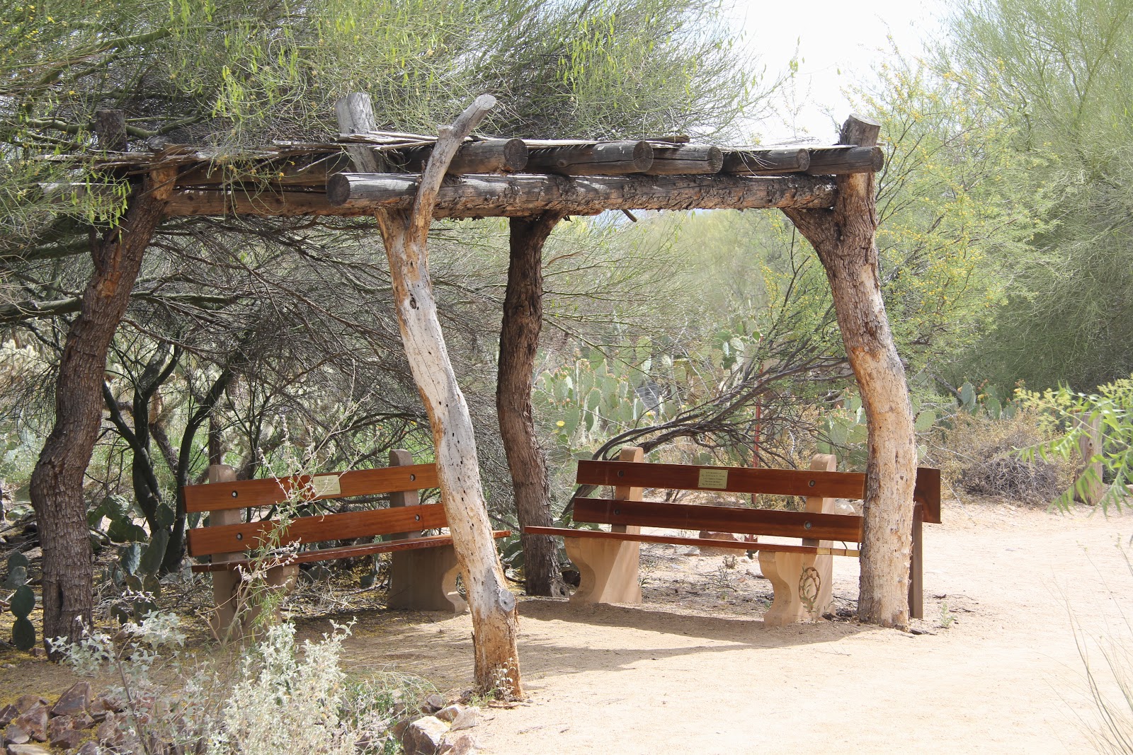 Salvation Sisters: Tohono Chul Park, The Night Blooming Queen and ...