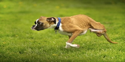 Kingdom Metazoa: Who are the 8 famous and unusual pets of all?