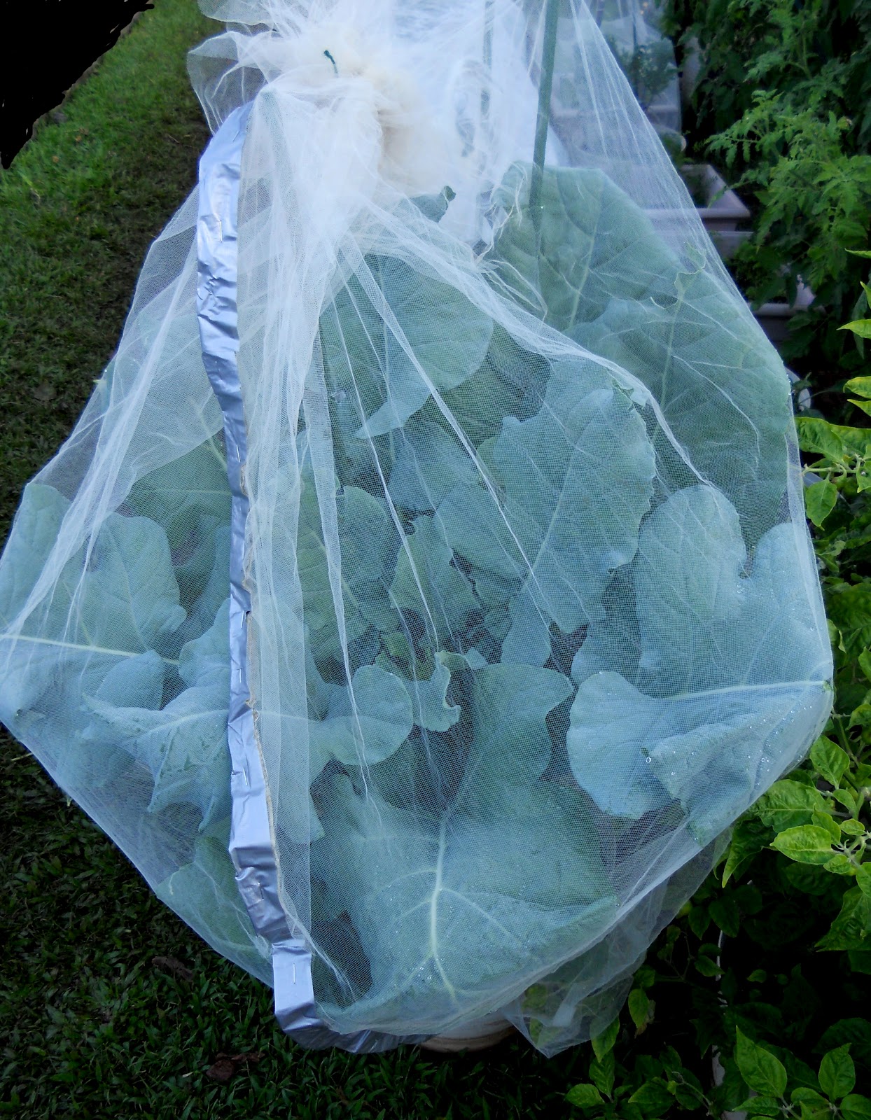 A Kitchen Garden in Kihei Maui: Growing Broccoli in Kihei