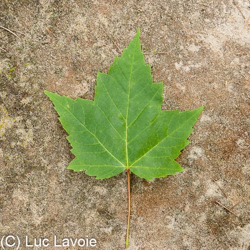 Arbres des parcs-nature et boisés de Montréal: Feuilles des érables