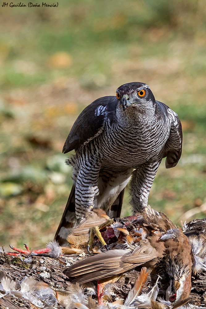 Fotografía de Naturaleza - JM Gavilán: Azor común (Accipiter gentilis)