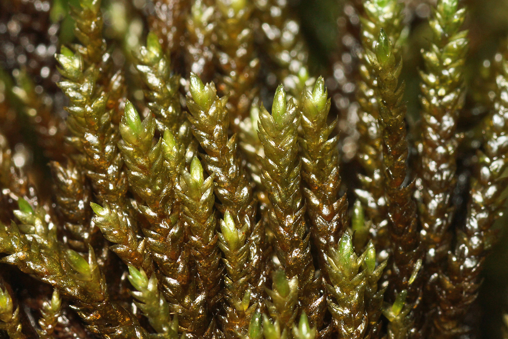 Moonmoths Photo Gallery: July 2011