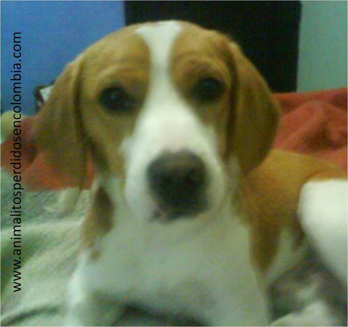 Animalitos Perdidos en Colombia: PERDIDO MANIZALES - PERRO BEAGLE LIMON ...