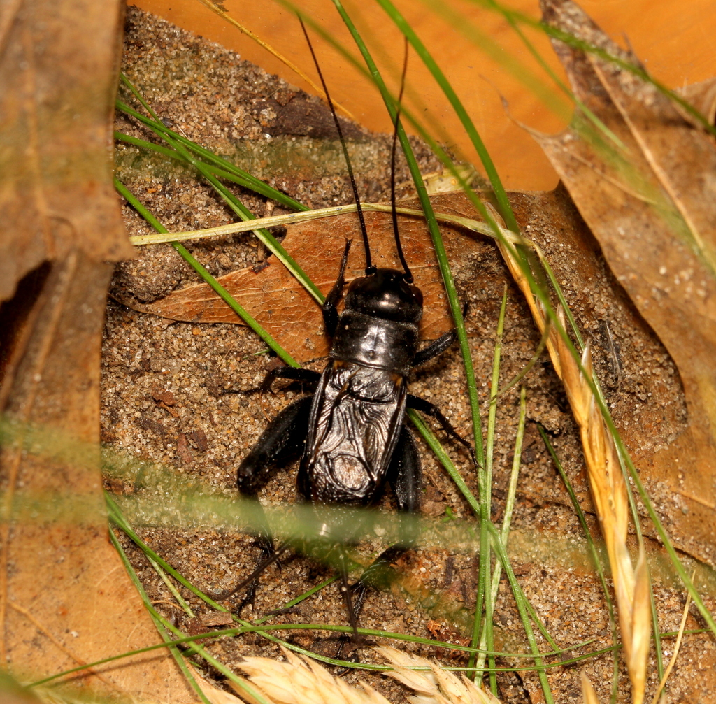 Listening in Nature: A Spring Field Cricket Named Lincoln and his Log