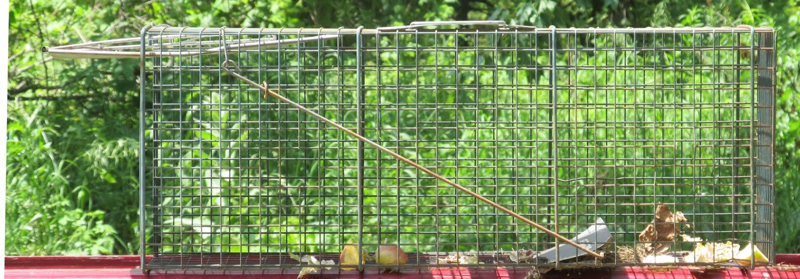 Eaton Rapids Joe: Improving the performance of inexpensive live traps