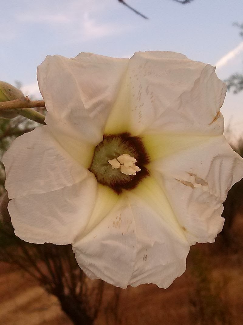 El cuexcomate: El cazahuate y sus hongos