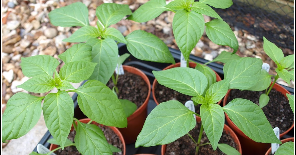 Mark's Veg Plot: A chilli update