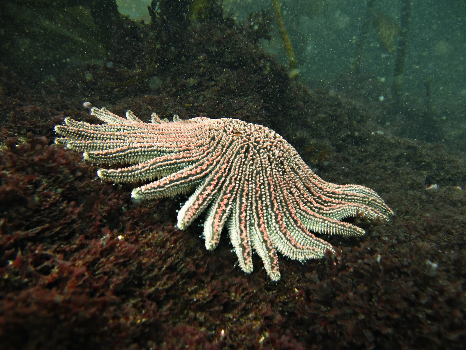 Biodiversidad Marina (Corriente de Humboldt)