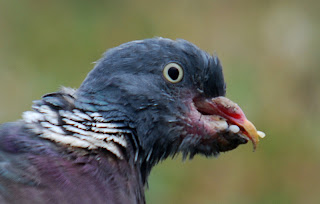 Kearsney Birder: THE UGLIEST BIRD IN TOWN