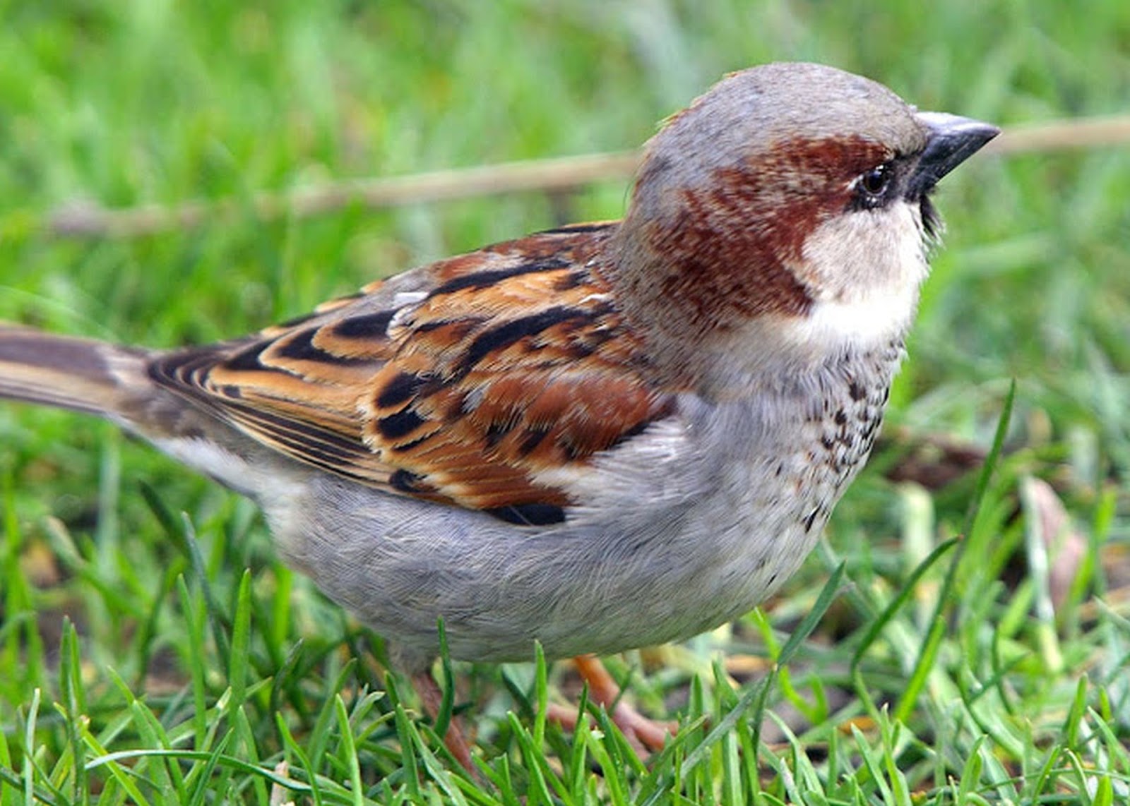 Raghu's column!: Today is World Sparrow Day.