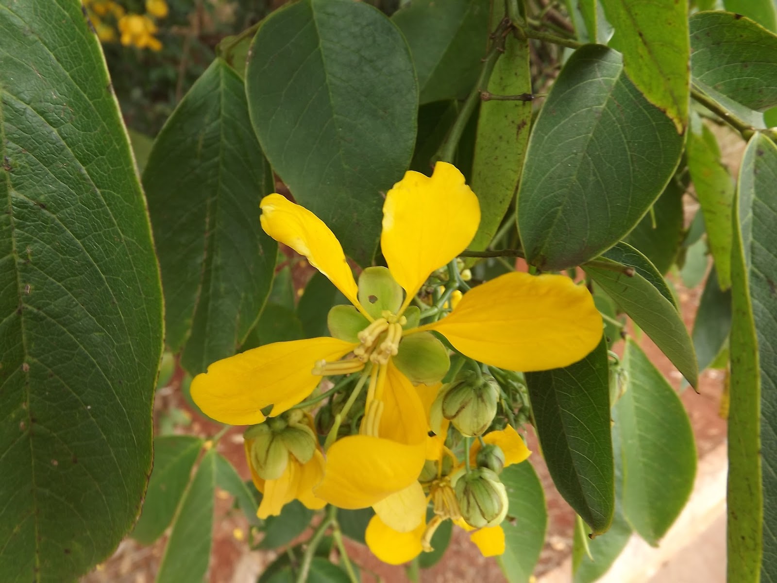 Fabaceae - Leguminosae