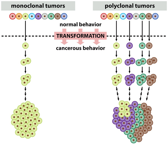 Cancer Biology: New Research Suggests that leukemia could arise from 1 ...