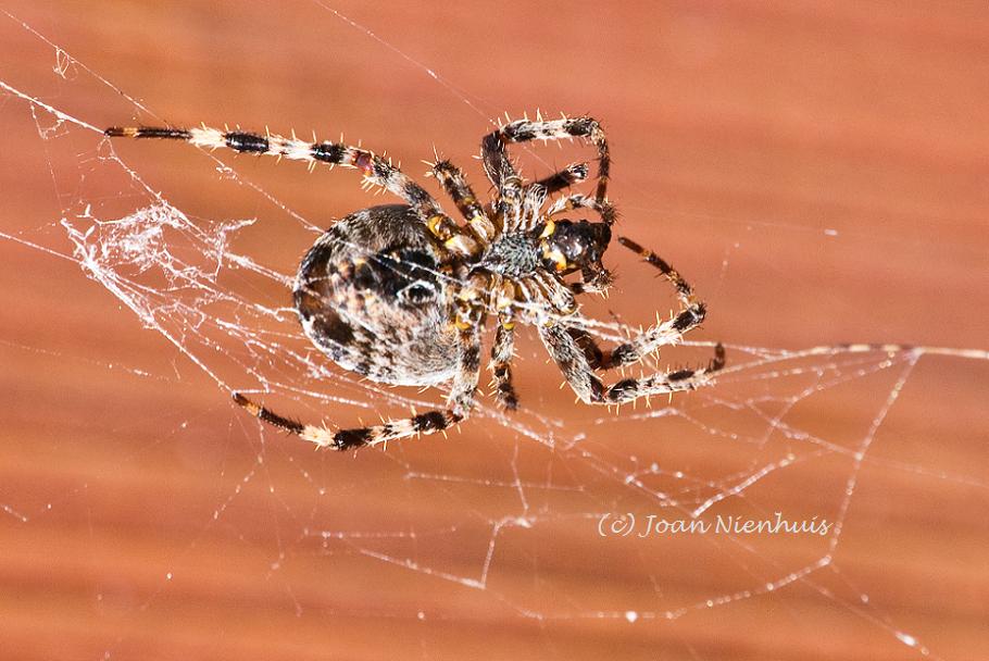 Pacific Northwest Photography: October Spiders