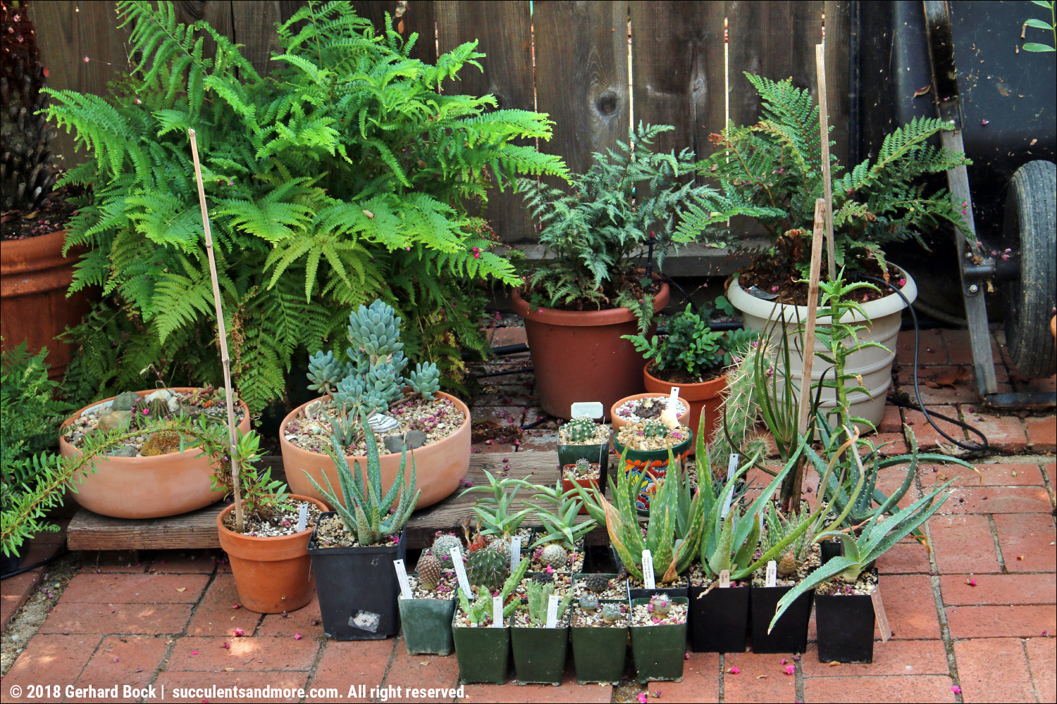 Around the world on 6,000 sq.ft.: Brian's miniature botanical garden