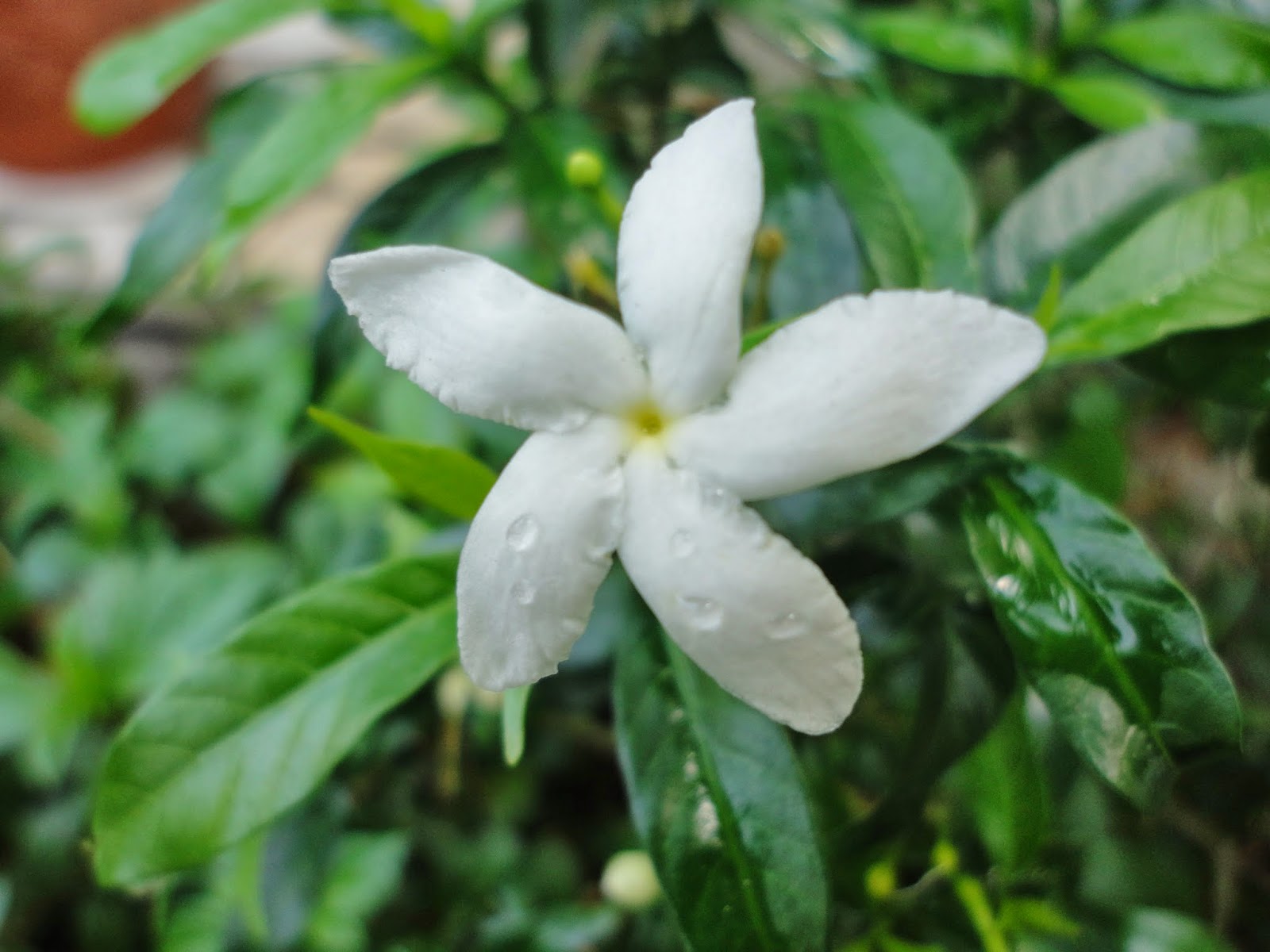 My Flower Album 2014: Nature in Bloom ~ Born a Dragon, Raised a Tiger