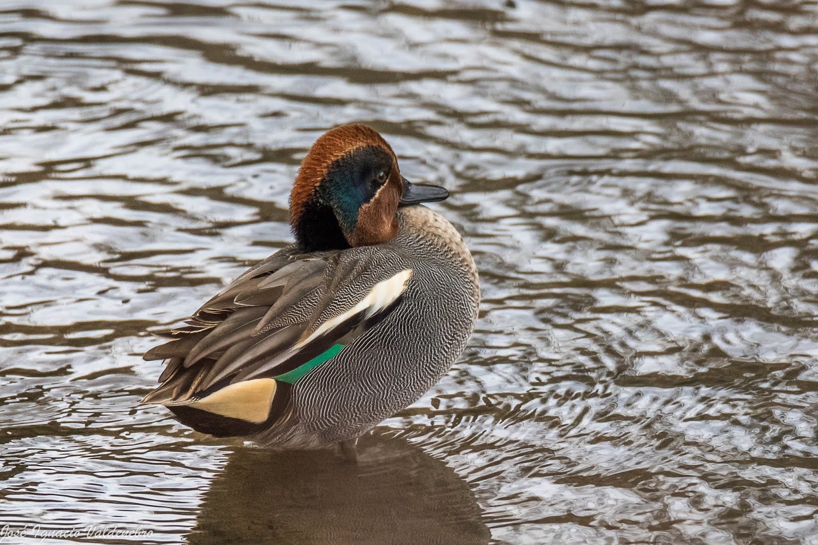 DocNatureBlog: La belleza y fotogenia del pato de superficie más ...
