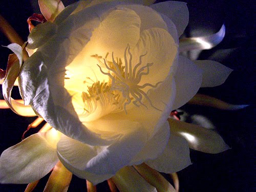 SCENTS OF IMAGINATION: COMPLICATED FLOWERS