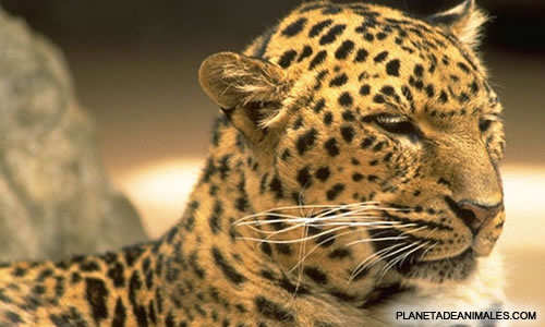 FELINOS: LOS FELINOS