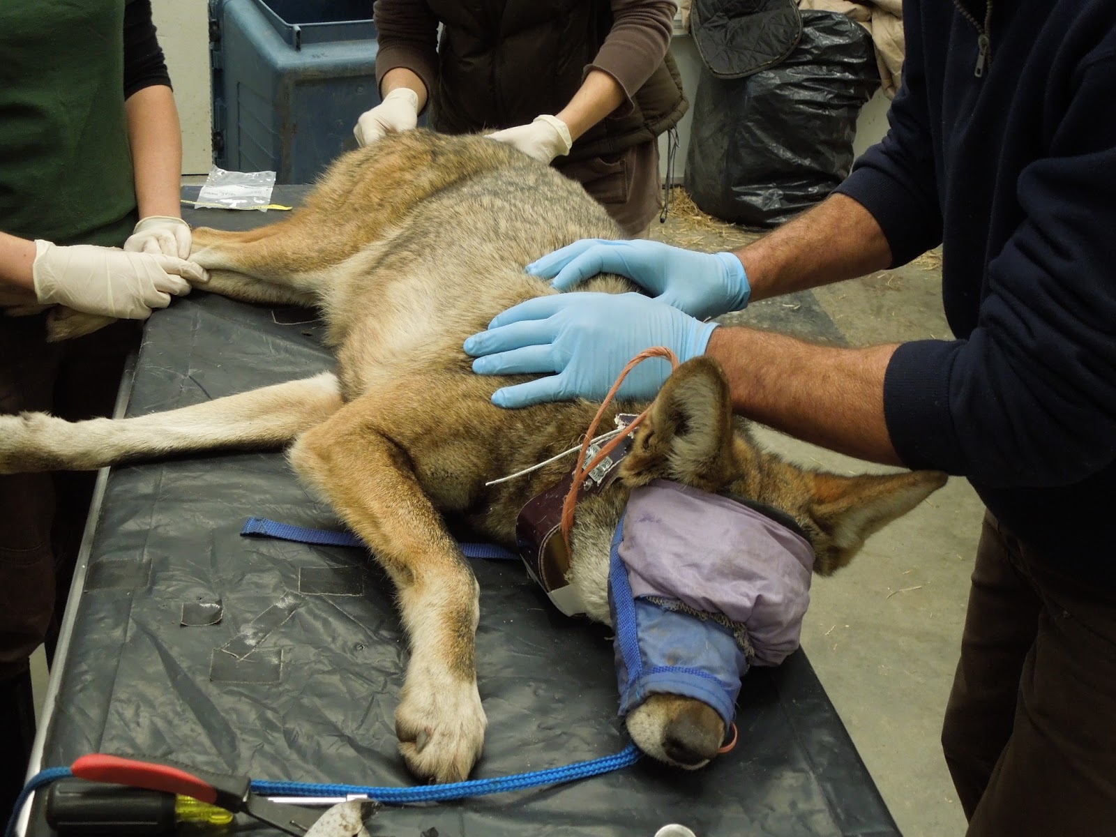 RETURN OF THE RED WOLF: Management Techniques: 2013 Wolf Capture and ...