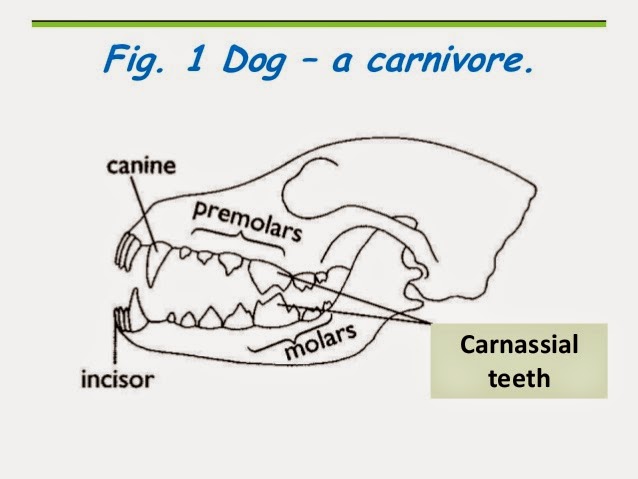 Senior Biology: Digestion