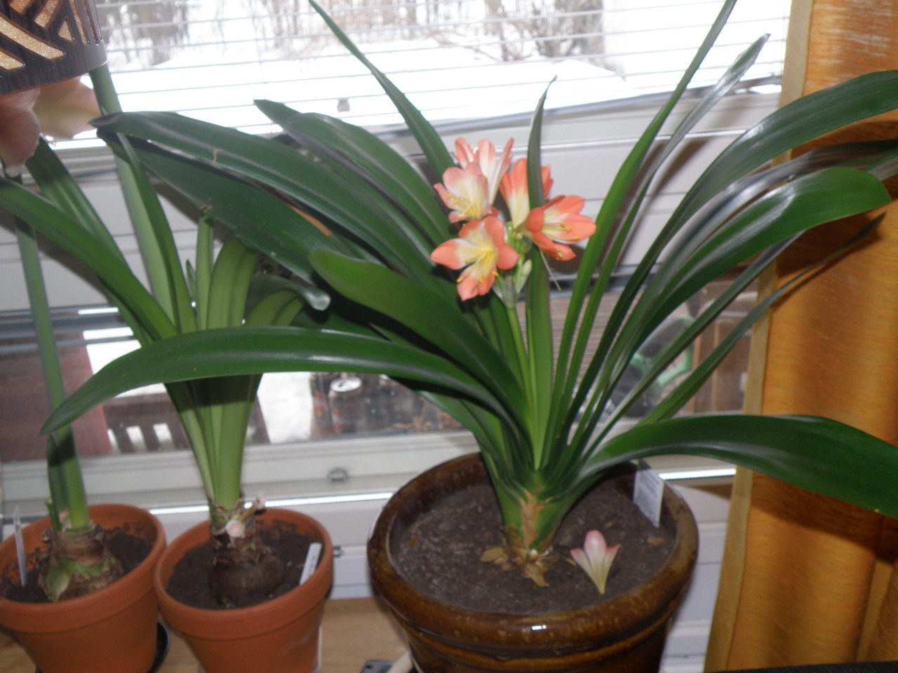 Ruukkukasviblogi: Clivia minata