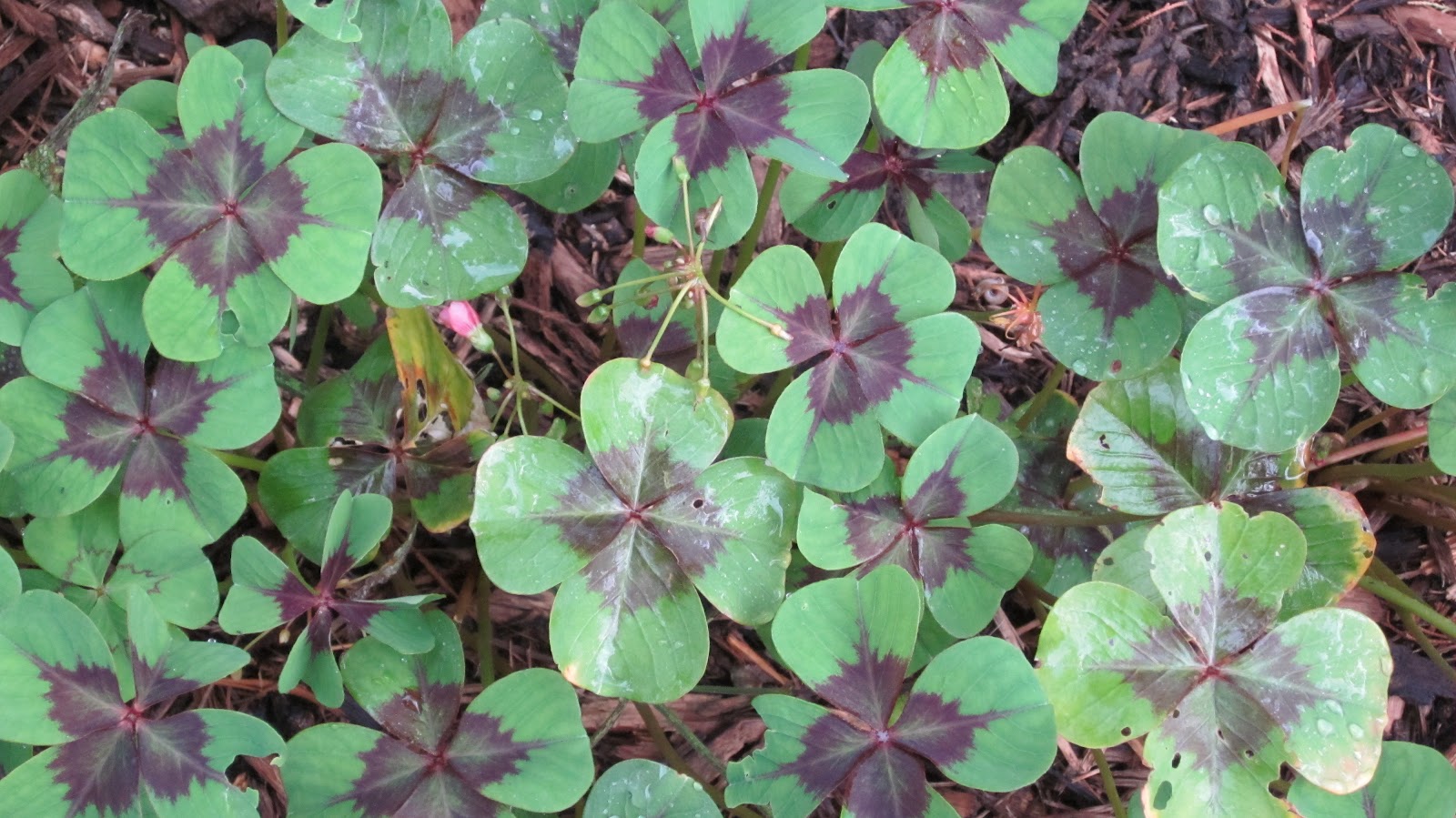 Lisa Bonassin's Garden: Iron Cross Oxalis July 22, 2012