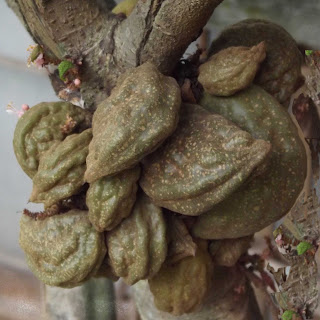 The Ceylon Times: Naminan - Cynometra cauliflora