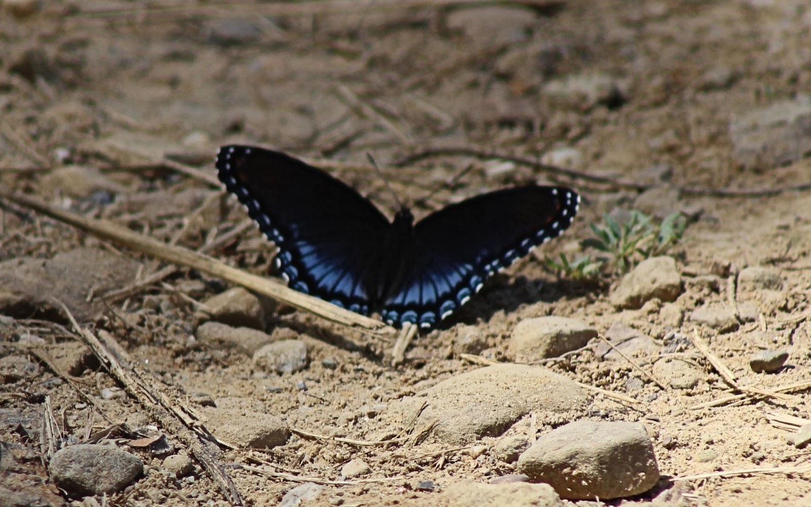 Red-spotted purple (limenitis arthemis astyanax) - Butterfly