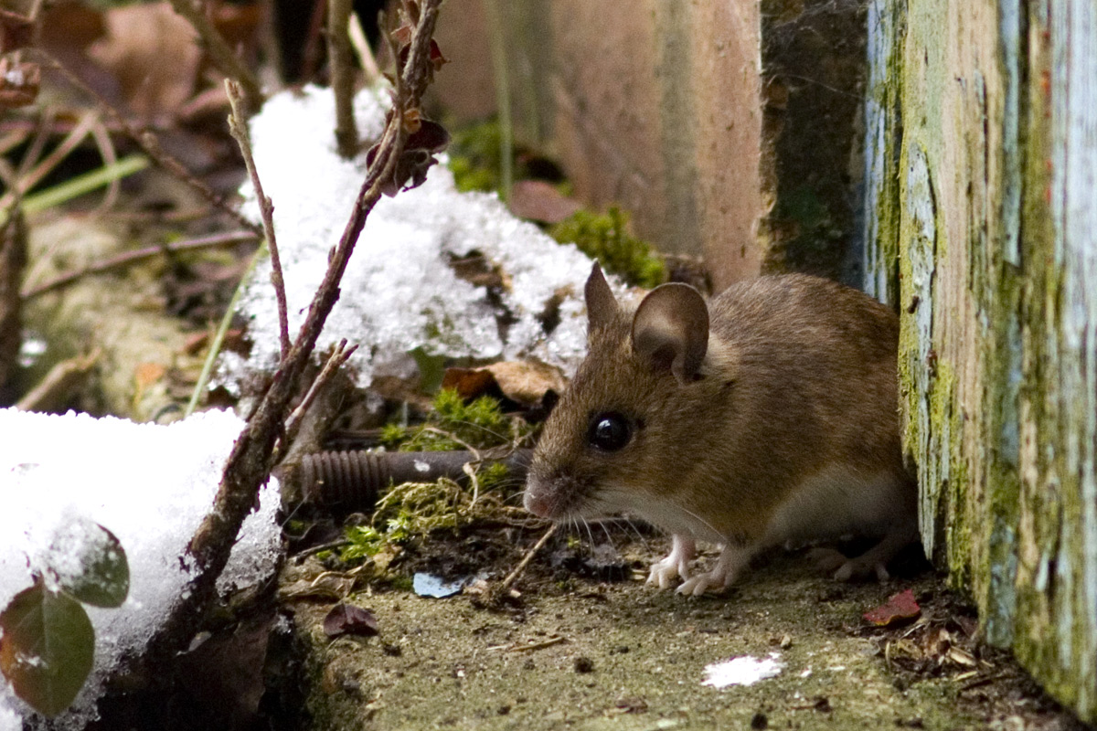 Weedon's World of Nature: Garage door mouse