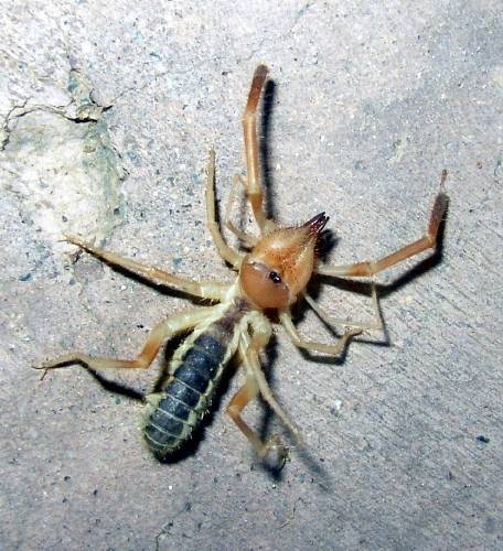 Sun Spider | Fun Animals Wiki, Videos, Pictures, Stories
