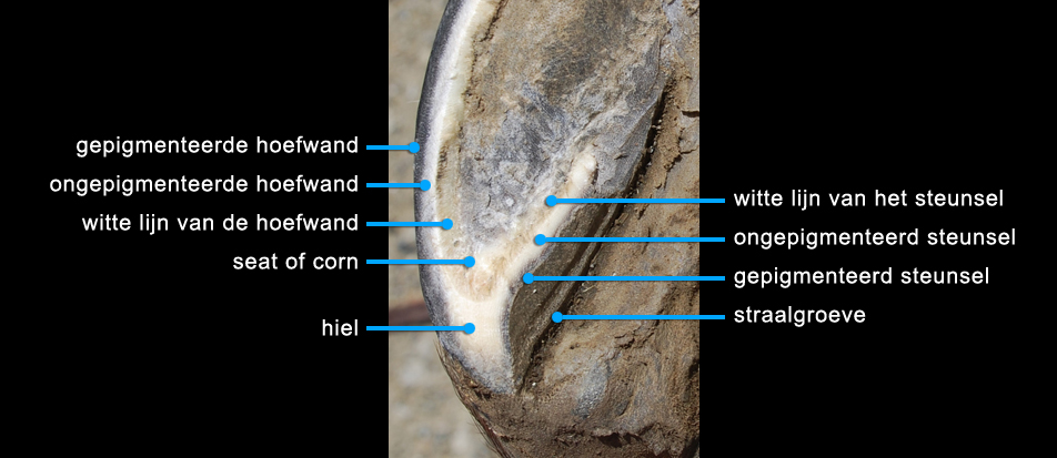 Paardenhoeveninfo: Steunsels