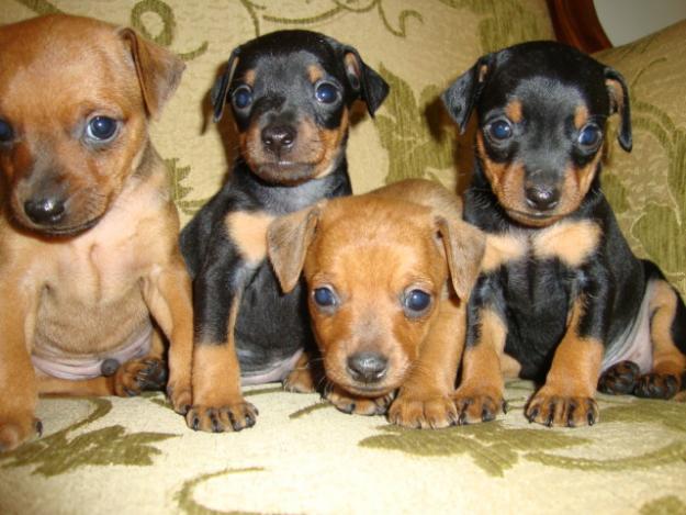 Razas de perros: Pinscher miniatura