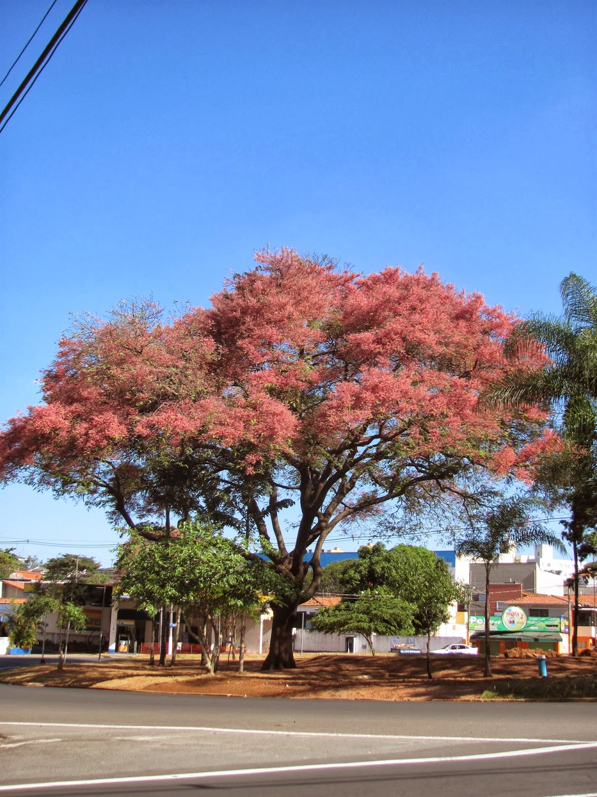 Clicks - Verdes: Cassia Grandis.....vulgo Cassia Rosa, Marimari