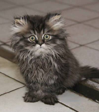 Wiki World: Scruffy Cat