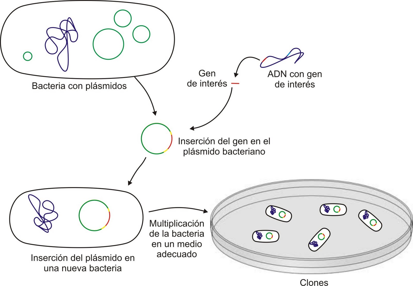 La biología en mi mundo: Plásmidos y clonado