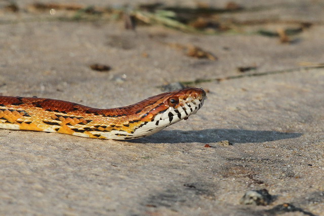 Pluff Mud Perspectives: Discovering the Savannah National Wildlife Refuge