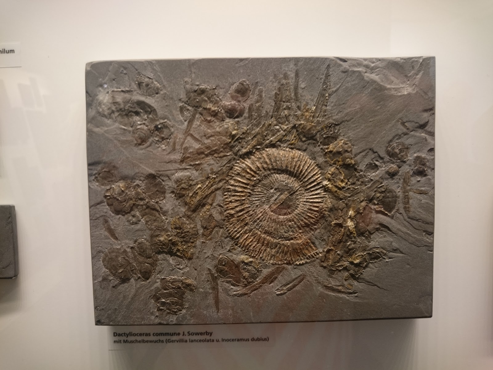 Finding Fossils...: Hauff Museum